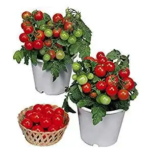 The Mini Marvel: Growing Micro Dwarf Red Robin Tomatoes