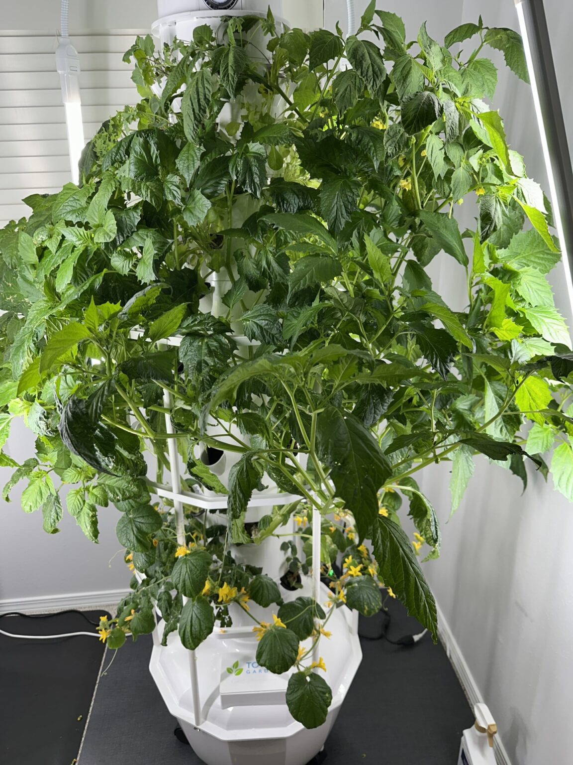 Indoor Tomatillo Growing: My Hydroponic Adventure with Tower Garden ...